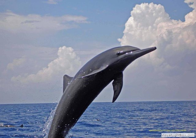 Mega Bite Shark Boat! The only shark dolphins love- Clearwater Beach ...